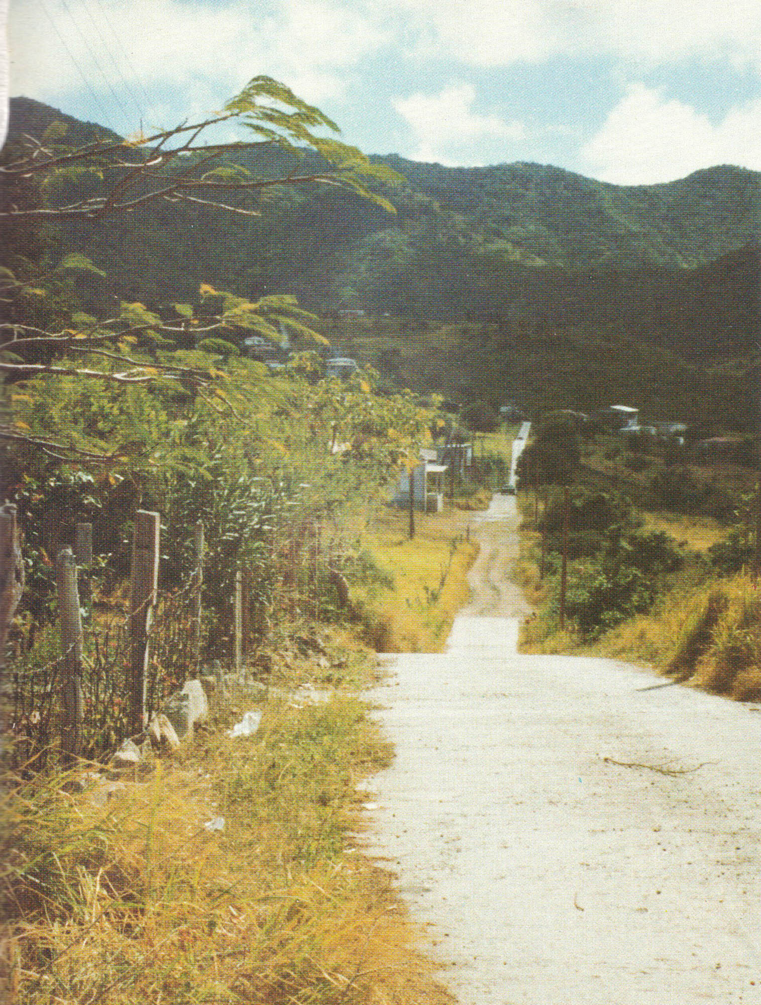 Wedding 1964 – St. Martin Image Collection