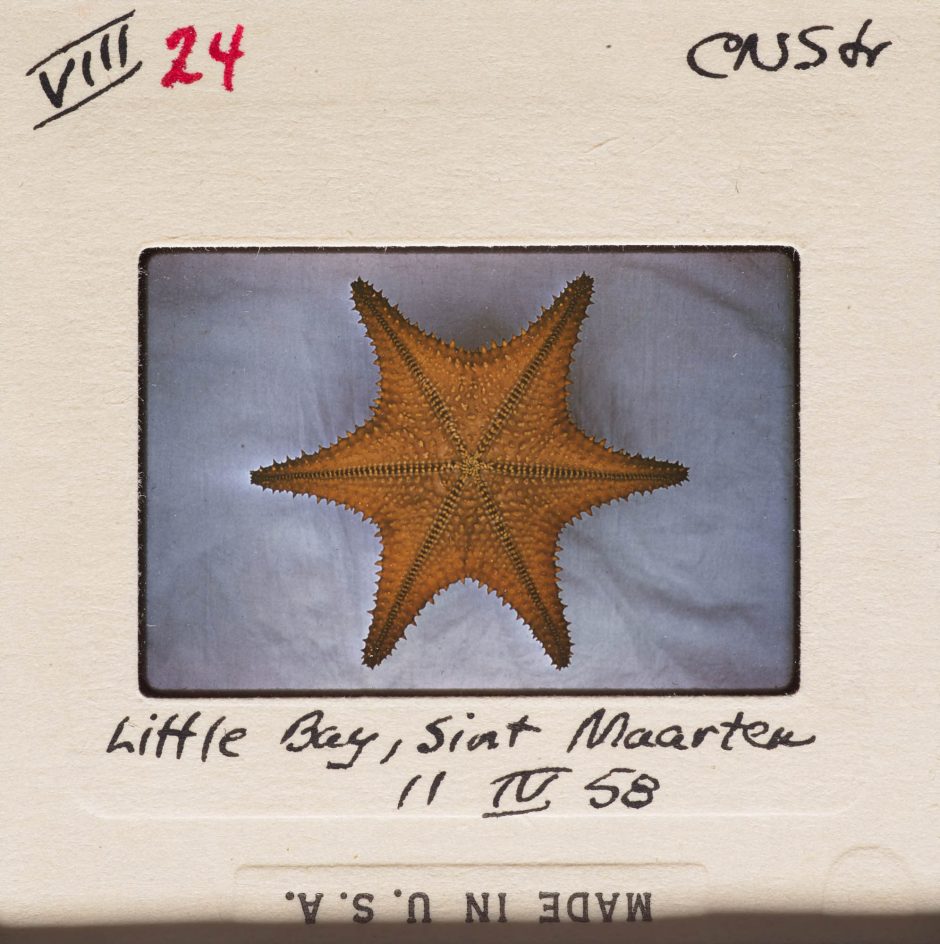 Six-legged Starfish – St. Martin Image Collection